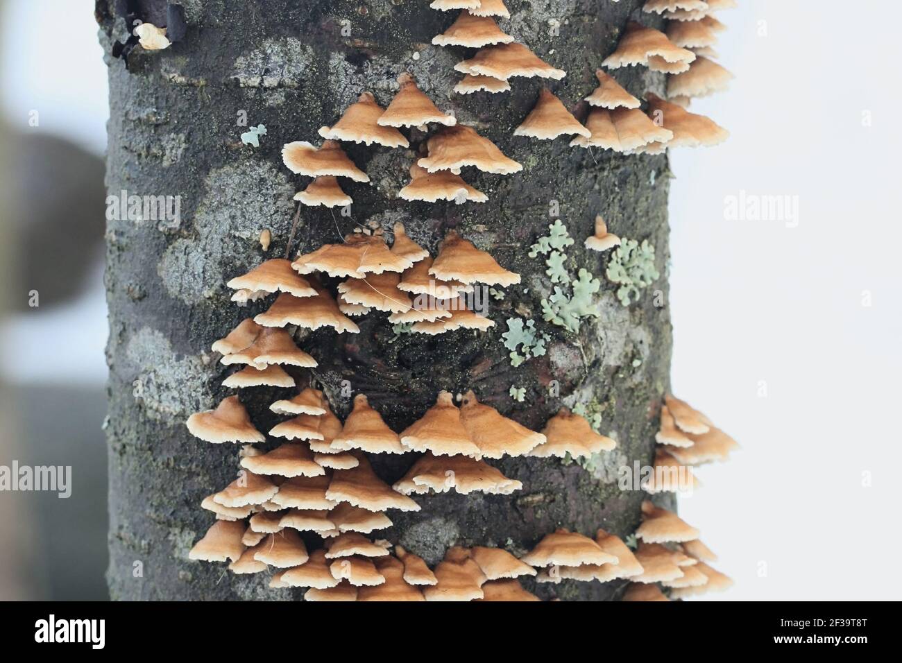 Plicatura crispa, commonly known as crimbed gill, wild fungus from ...