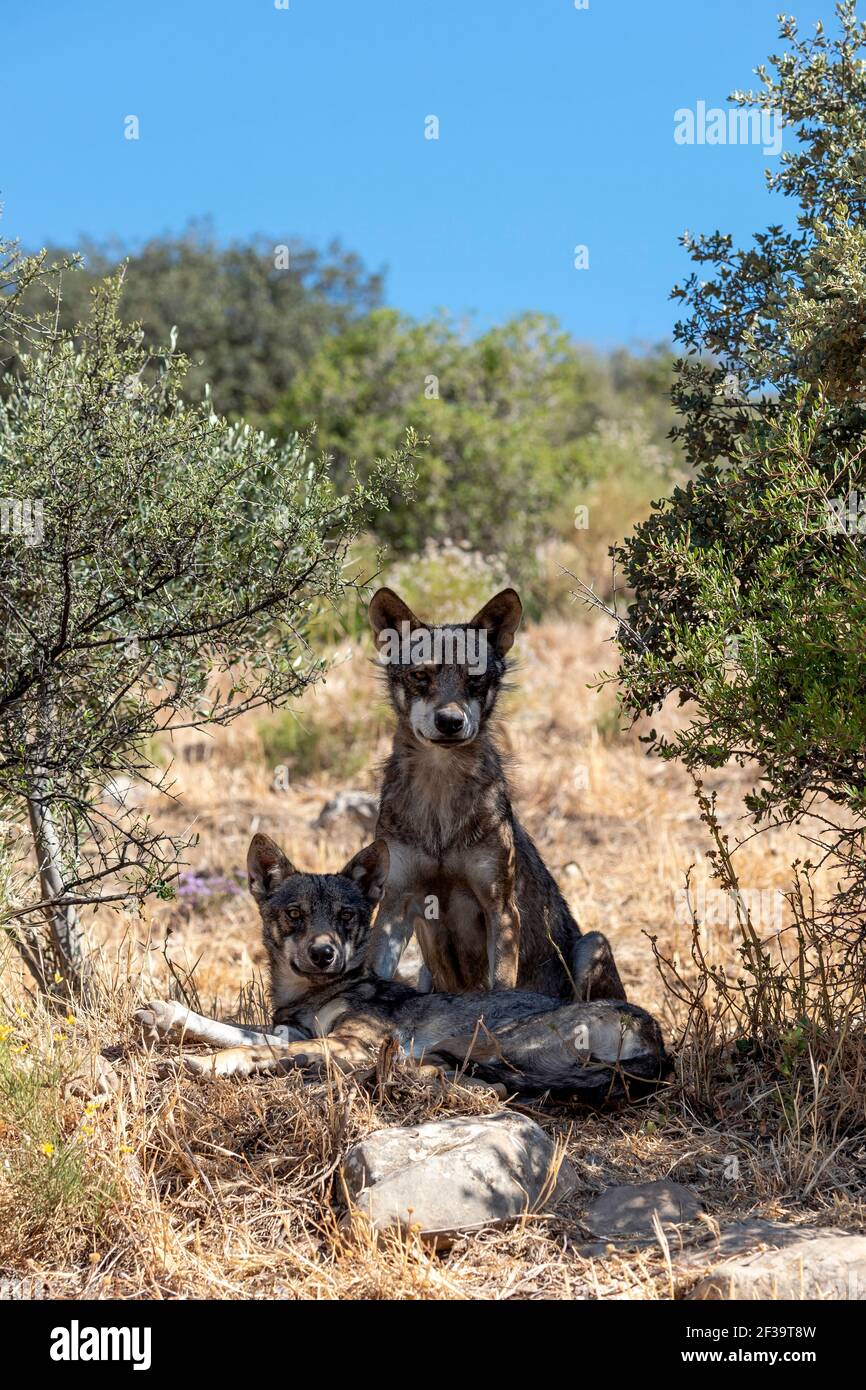 Iberian wolves (Canis lupus signatus) in Andalusia, Spain Stock Photo ...