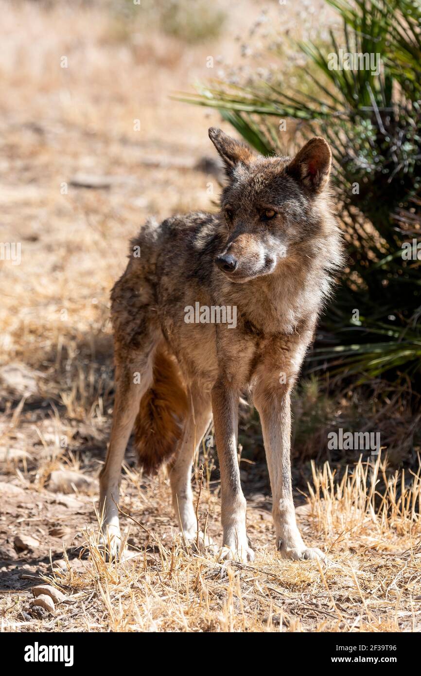 Iberian wolf (Canis lupus signatus) in Andalusia, Spain Stock Photo - Alamy