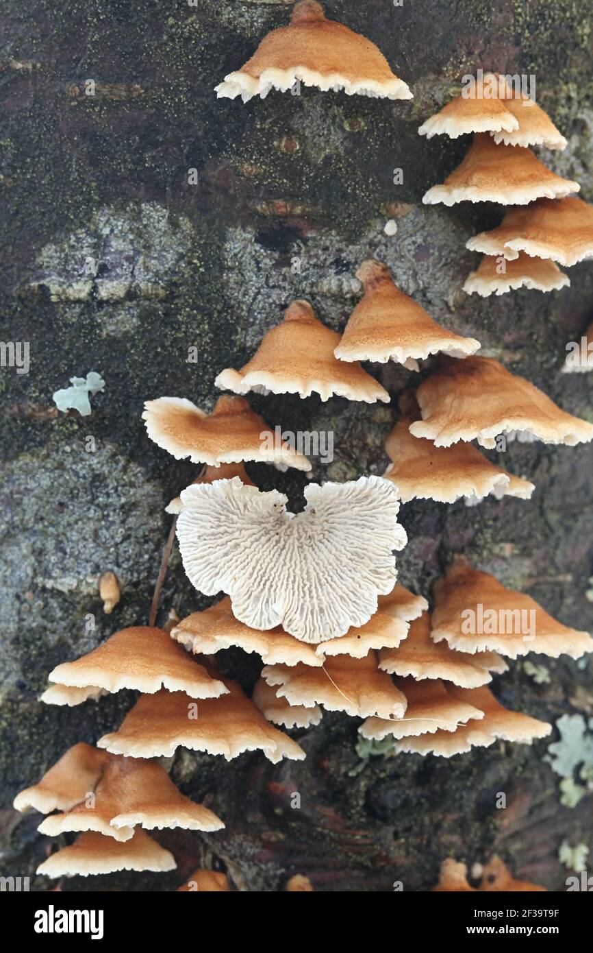 Plicatura crispa, commonly known as crimbed gill, wild fungus from ...