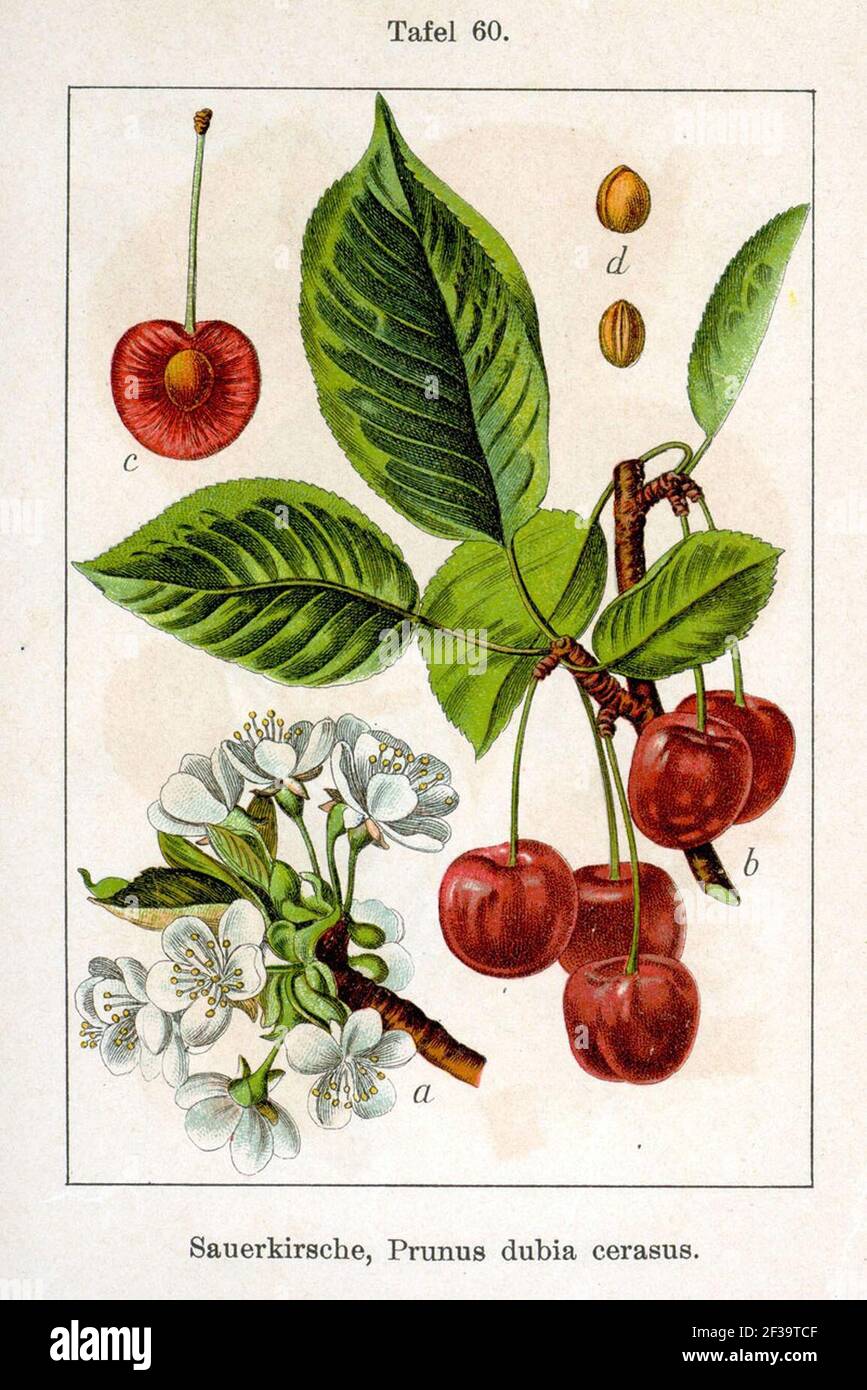 Prunus cerasus Sturm08060 Stock Photo - Alamy