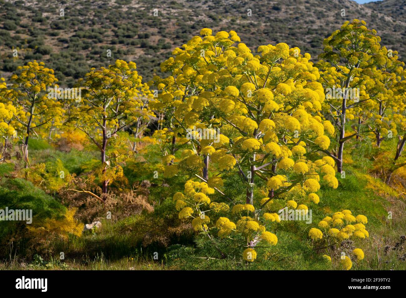 Legrena beach hi-res stock photography and images - Alamy