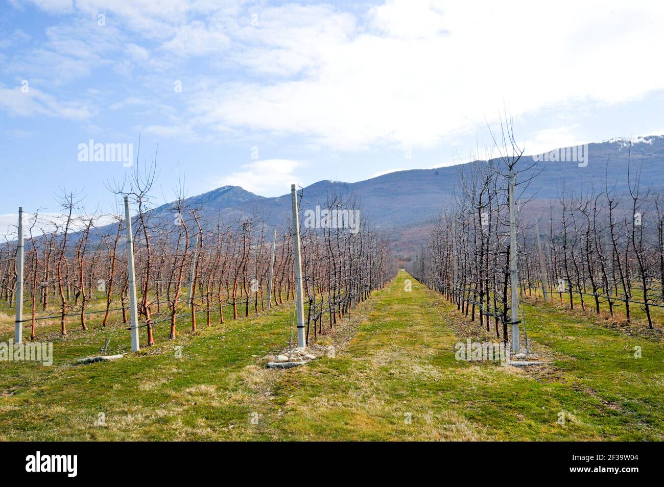 row of fresh pruned apple trees in a modern orchard in march Stock ...