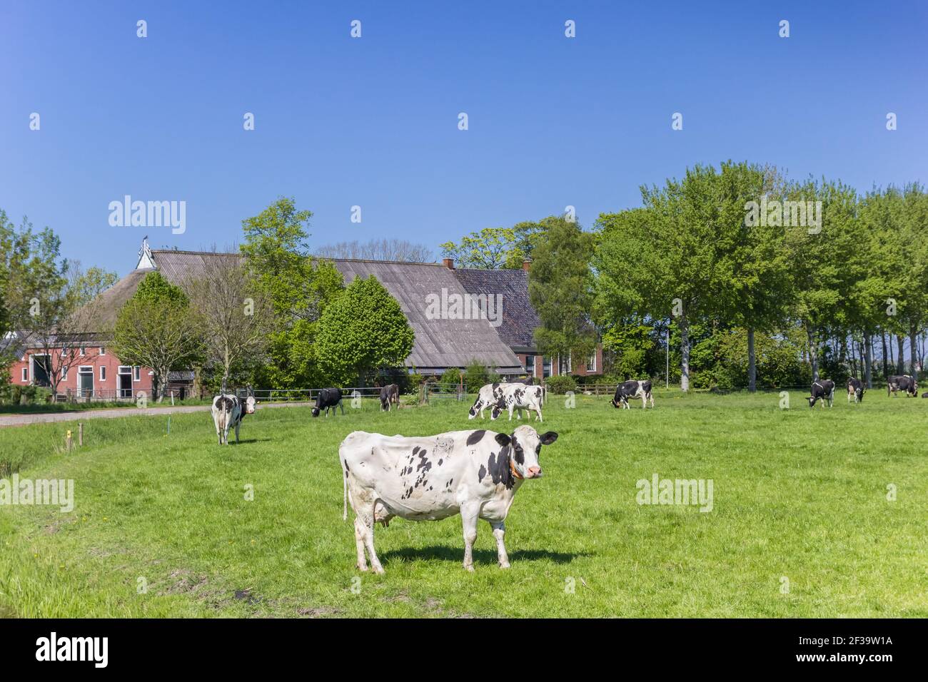 Netherlands holland dutch farming agriculture hi-res stock photography ...