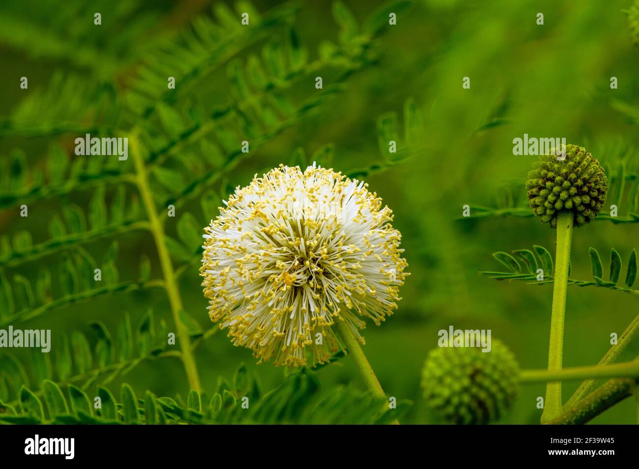 River tamarind white flower, Leucaena leucocephala, with green blurred ...