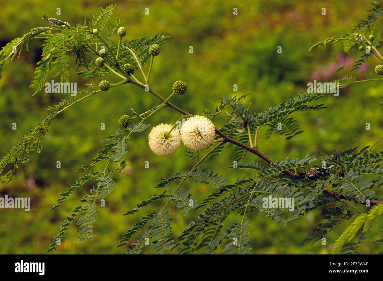 River tamarind white flower, Leucaena leucocephala, with green blurred ...
