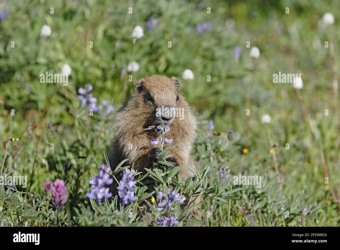 Olympic Marmot feeding on flowers in subalpine meadow(Marmota olympus ...