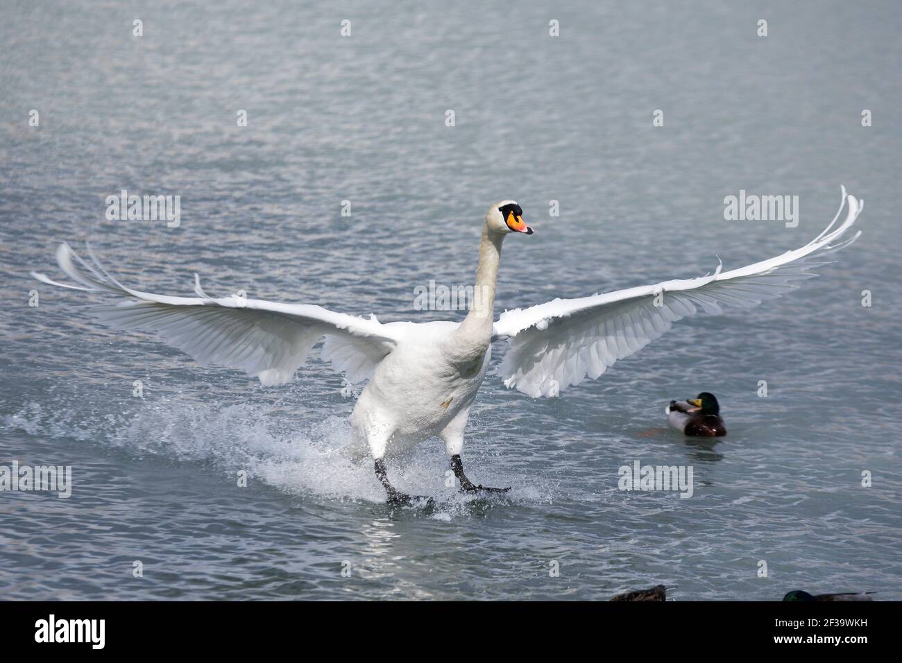 a swan landing on the water with wide spread wings Stock Photo - Alamy