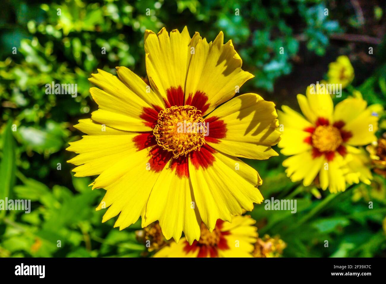 Plant Classification High Resolution Stock Photography and Images - Alamy