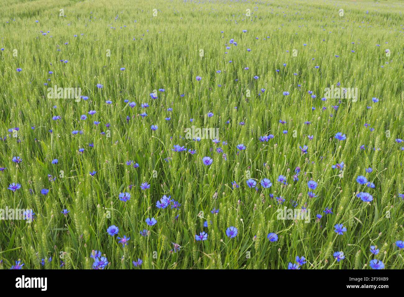 Blue flowers growing in a crop of wheat in a farmer's field in rural ...