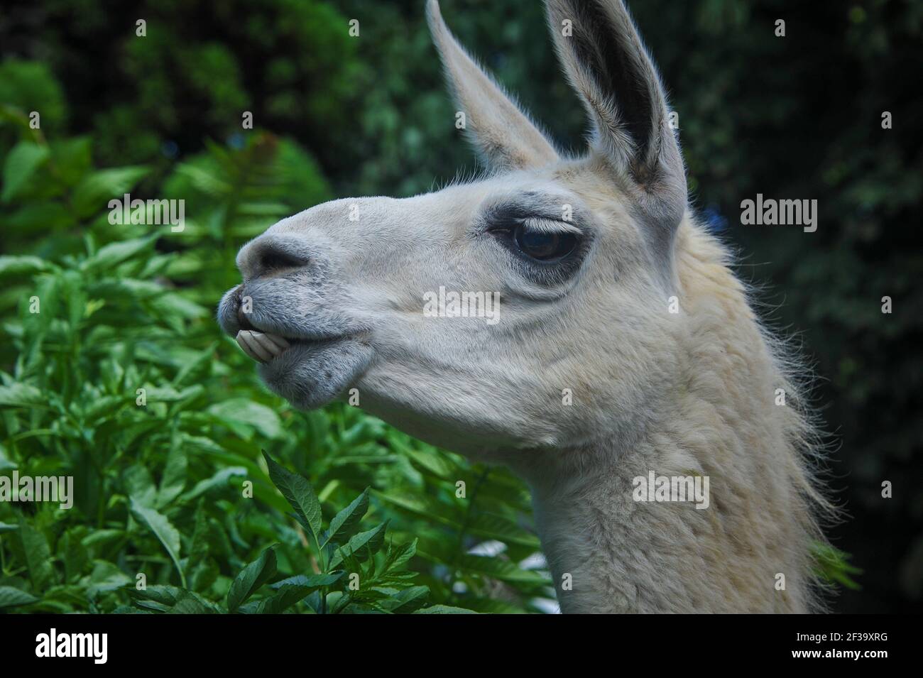 Profile llama animal head hi-res stock photography and images - Alamy