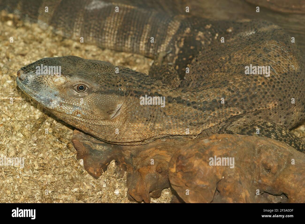 White throated monitor lizard varanus albigularis hi-res stock ...