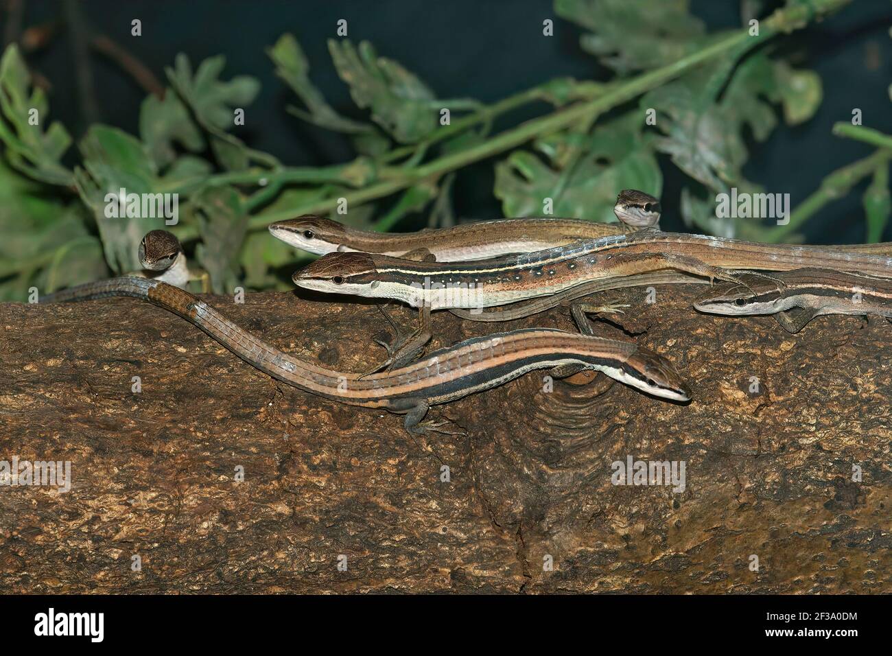 A closeup of six -striped longtailed Asian grass lizard Stock Photo - Alamy