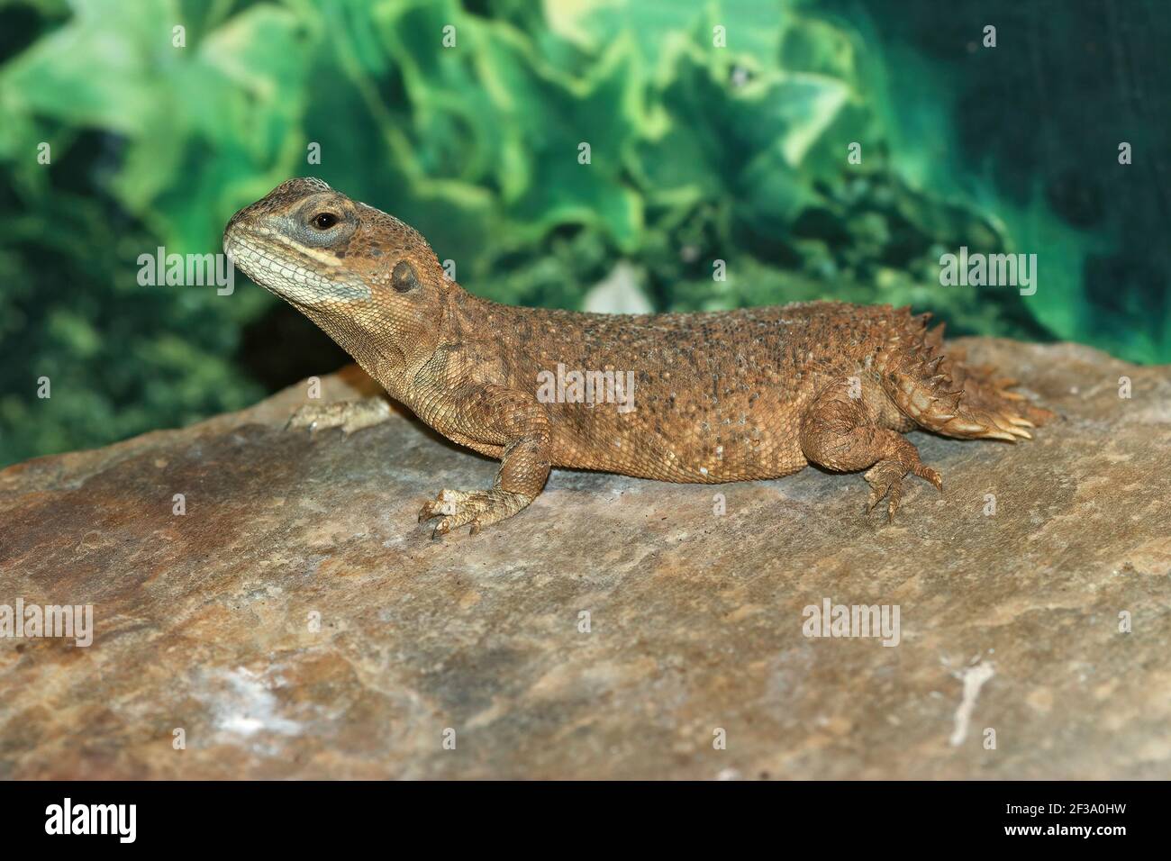 A closeup of Xenagama taylori or the dwarf shield-tailed Stock Photo ...