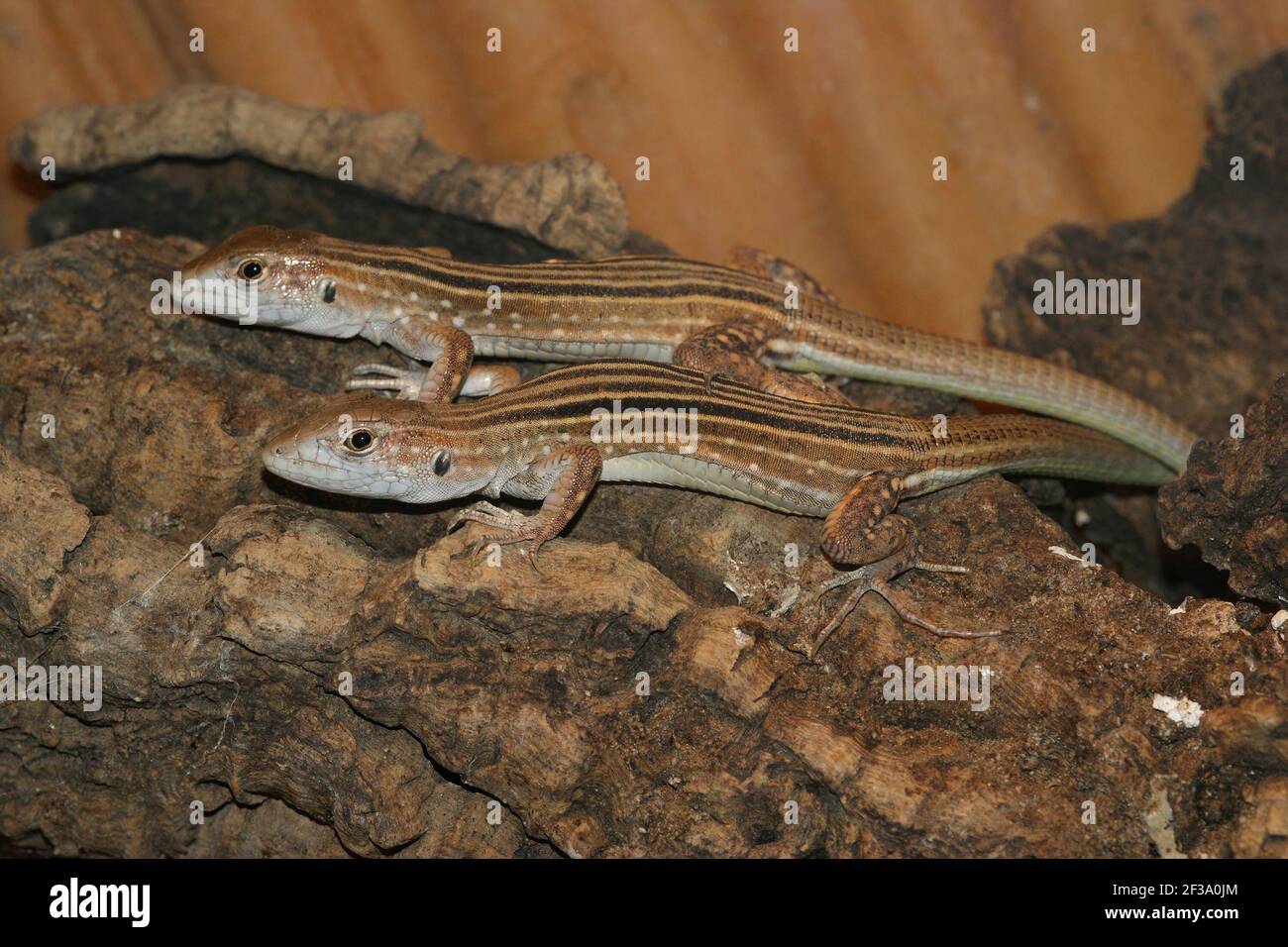 Rainbow whiptail hi-res stock photography and images - Alamy