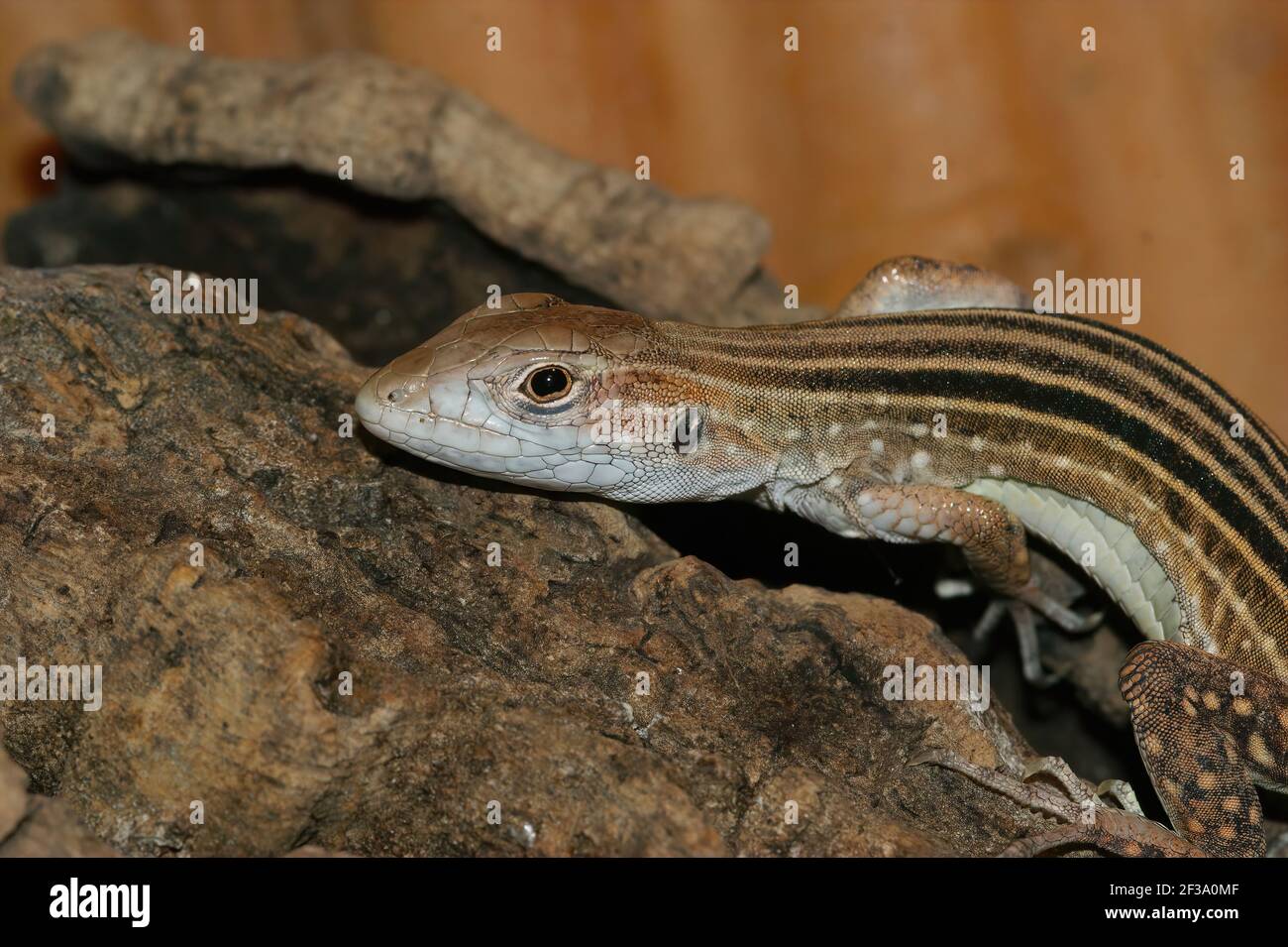 Striped forest whiptail hi-res stock photography and images - Alamy