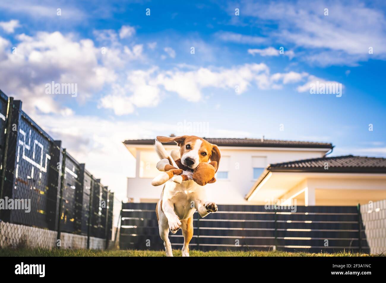 Dog run, beagle jumping fun in the garden summer sun with a toy ...