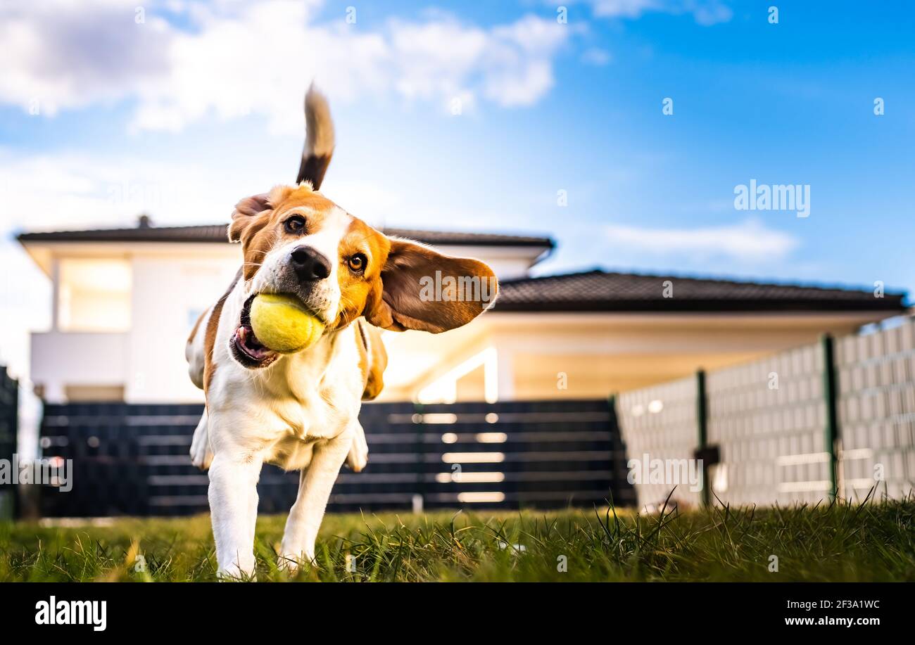 Dog run, beagle jumping fun in the garden summer sun with a toy ...