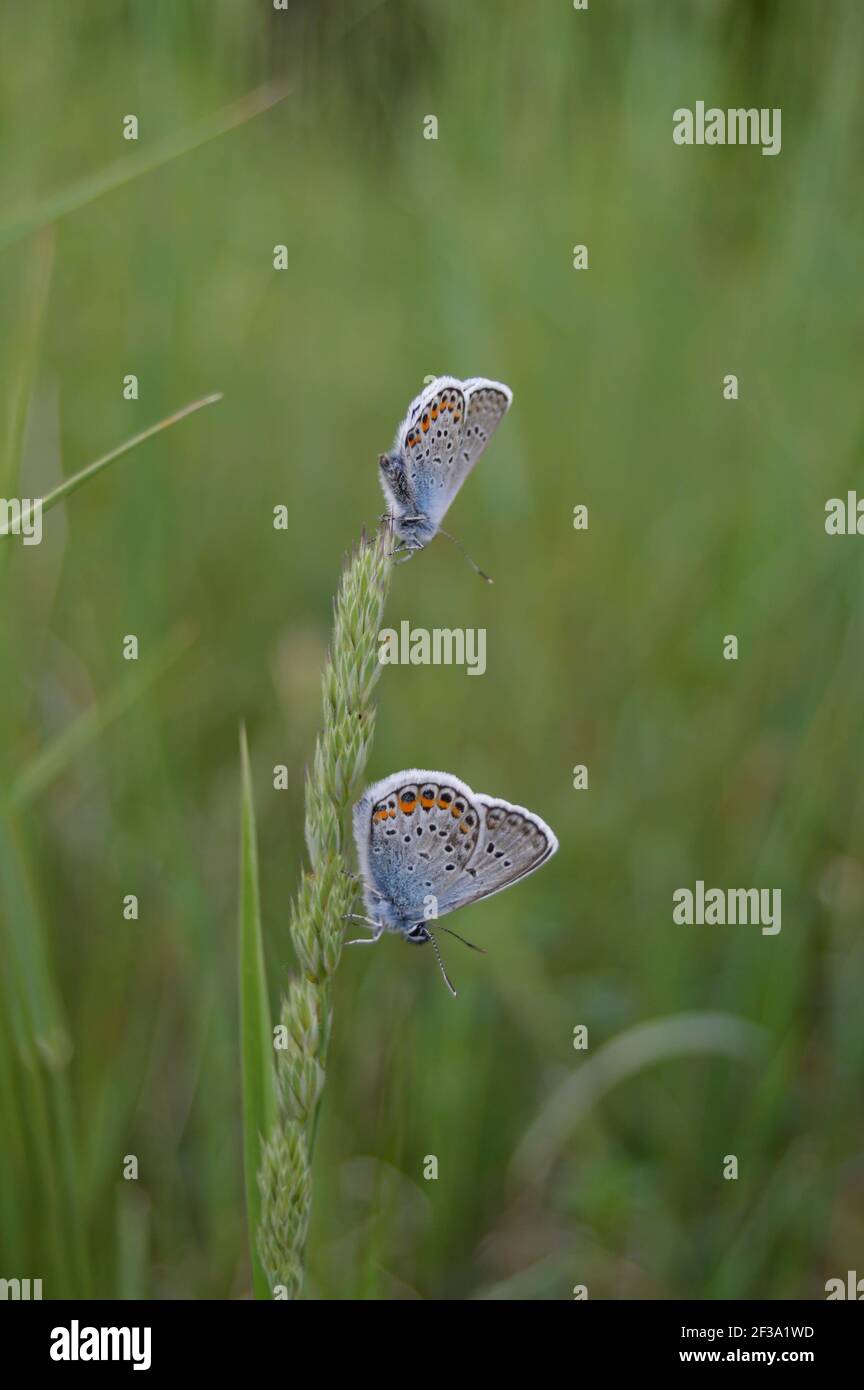 Two blue butterflies on a plant in nature, in a pair, underide visible ...