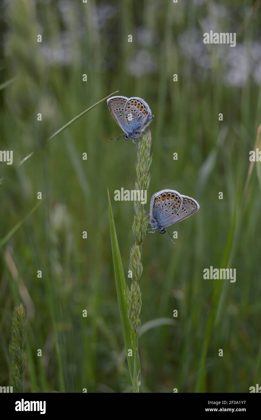 Two blue butterflies on a plant in nature, in a pair, underide visible ...