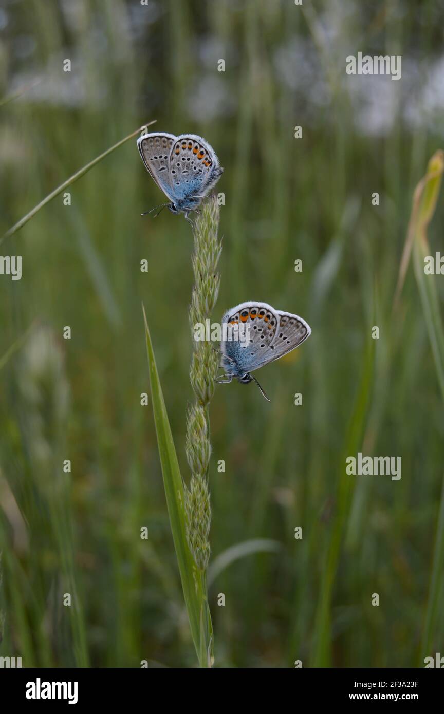 Two blue butterflies on a plant in nature, in a pair, underide visible ...
