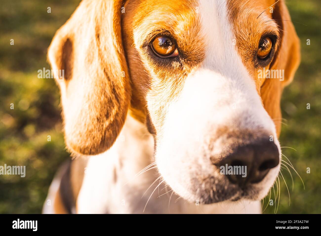 Dog portrait background. Beagle dog headshot agains green grass Stock ...