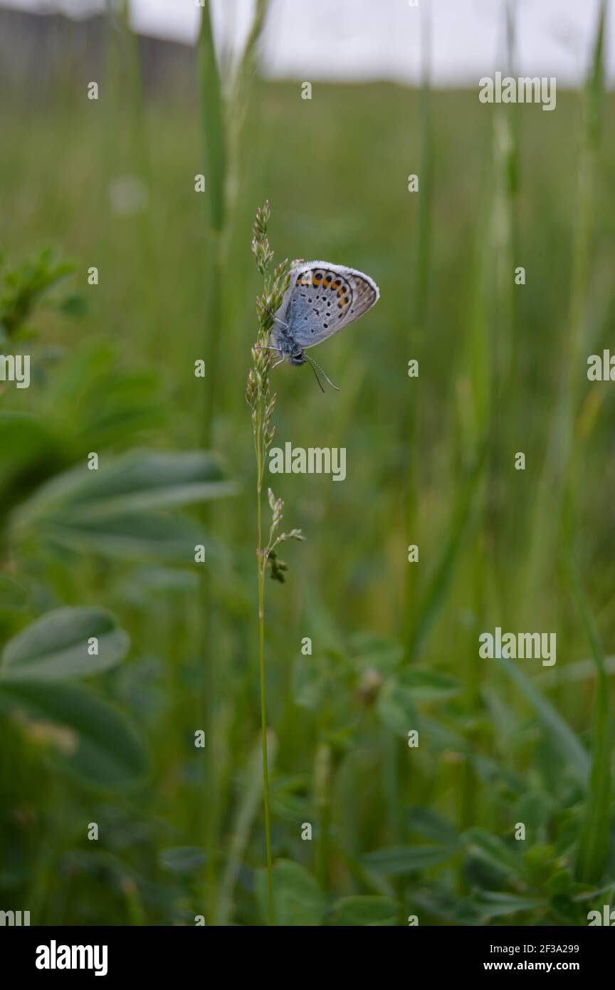 Tiny blue butterfly hi-res stock photography and images - Alamy