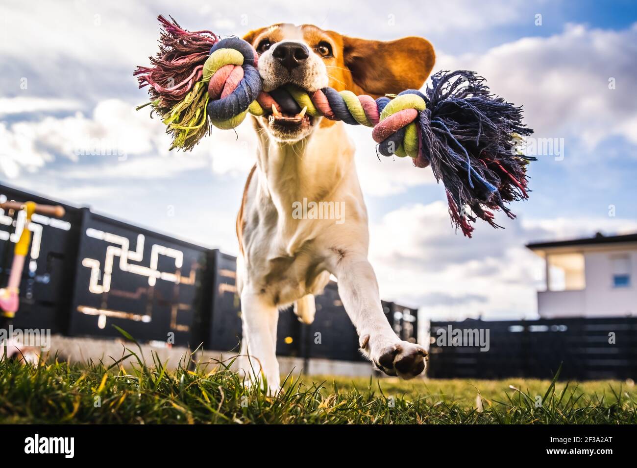 Dog run, beagle jumping fun in the garden summer sun with a toy ...