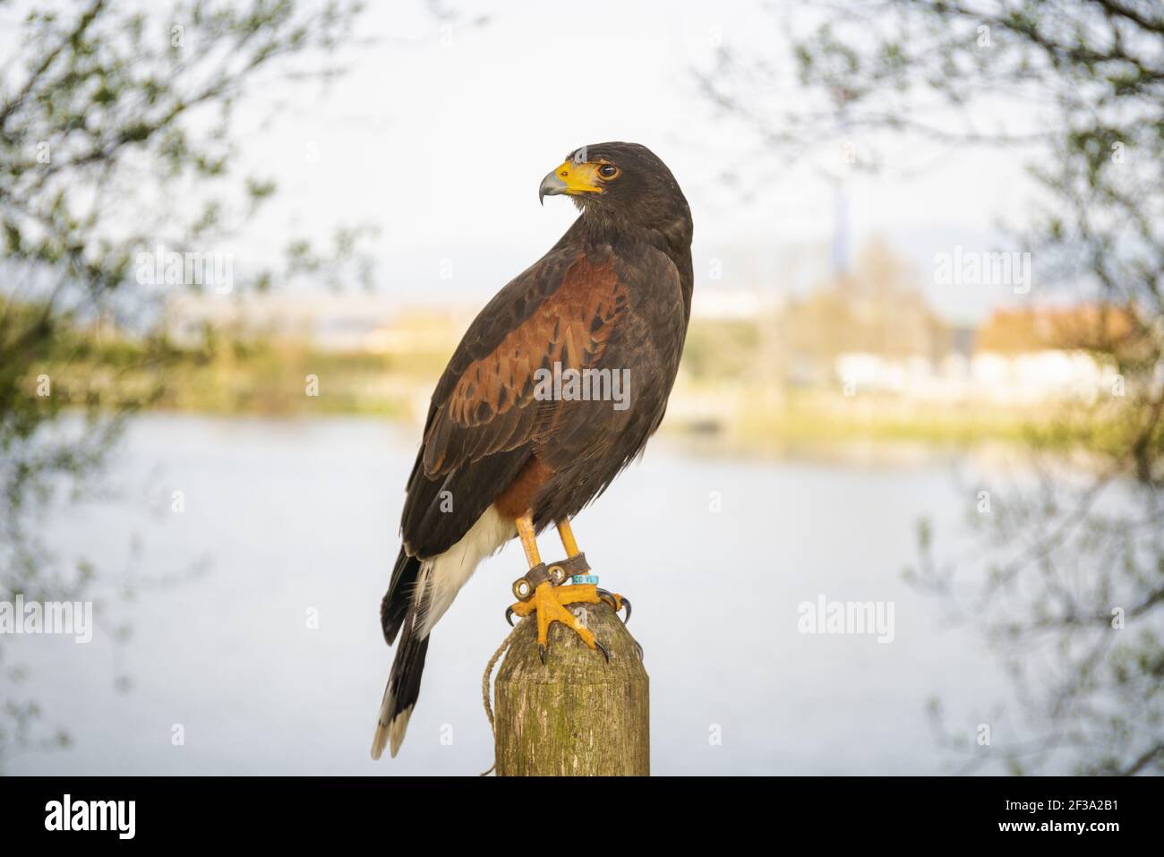 Harriss hawk medium large hi-res stock photography and images - Alamy