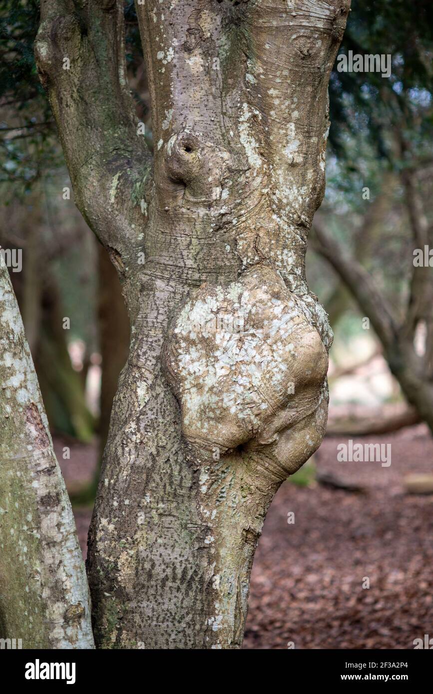 Face in a tree Stock Photo - Alamy
