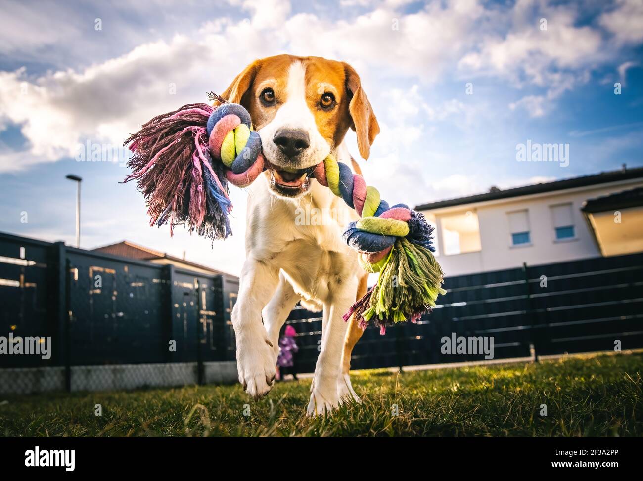 Dog run, beagle jumping fun in the garden summer sun with a toy ...