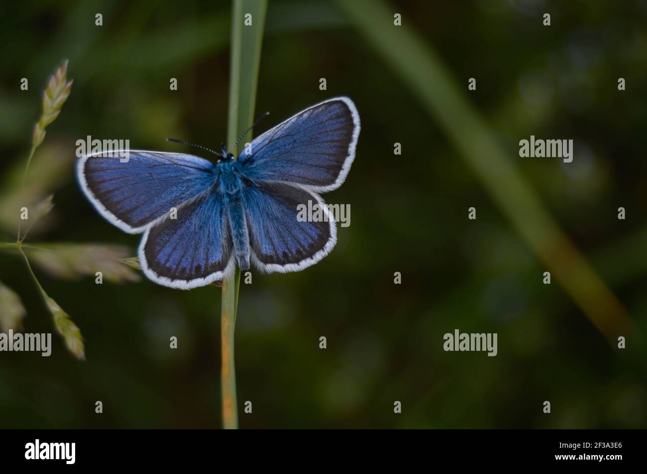 Tiny blue butterfly on hi-res stock photography and images - Alamy