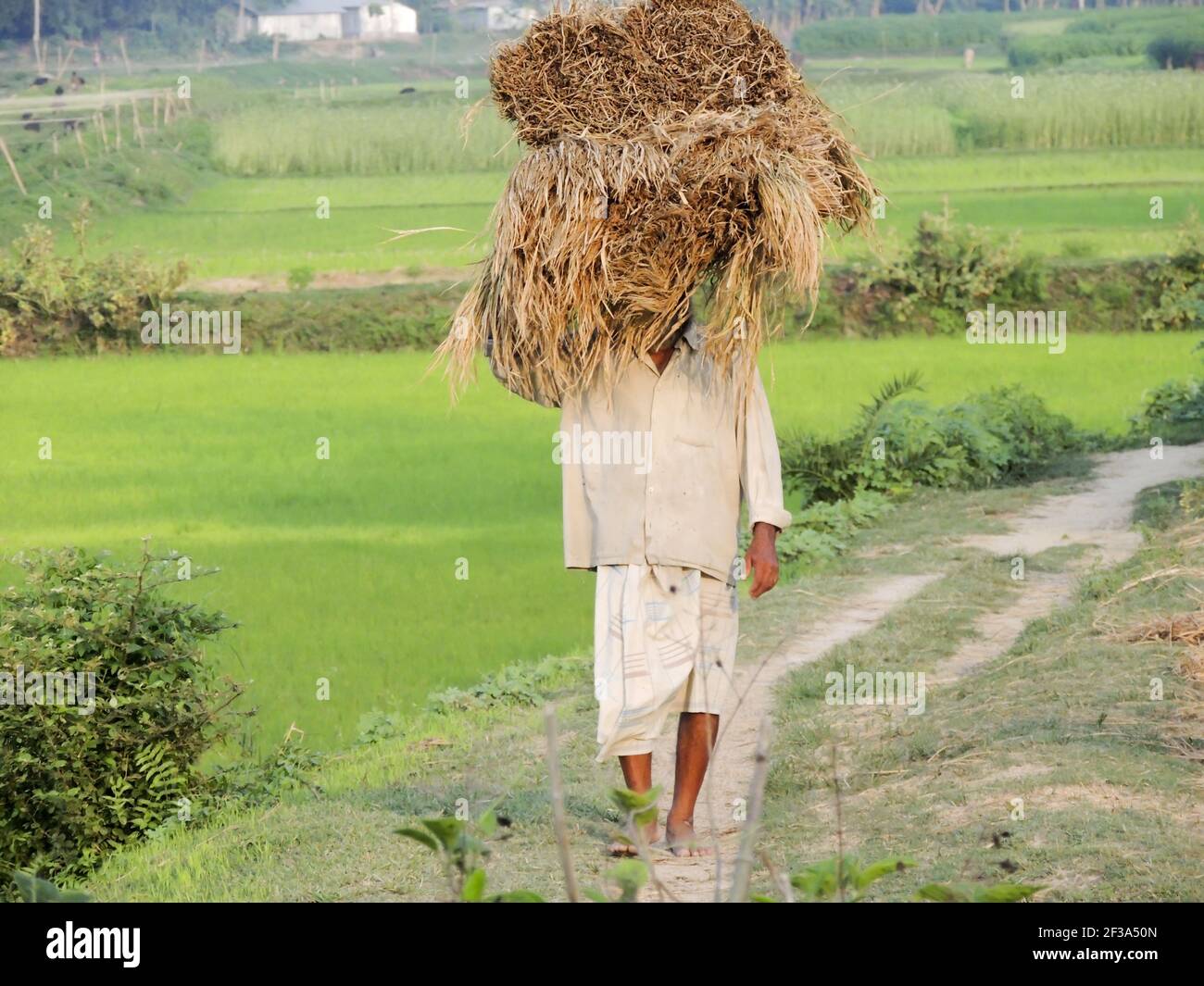 A farmer carrying rice paddy straw Stock Photo - Alamy