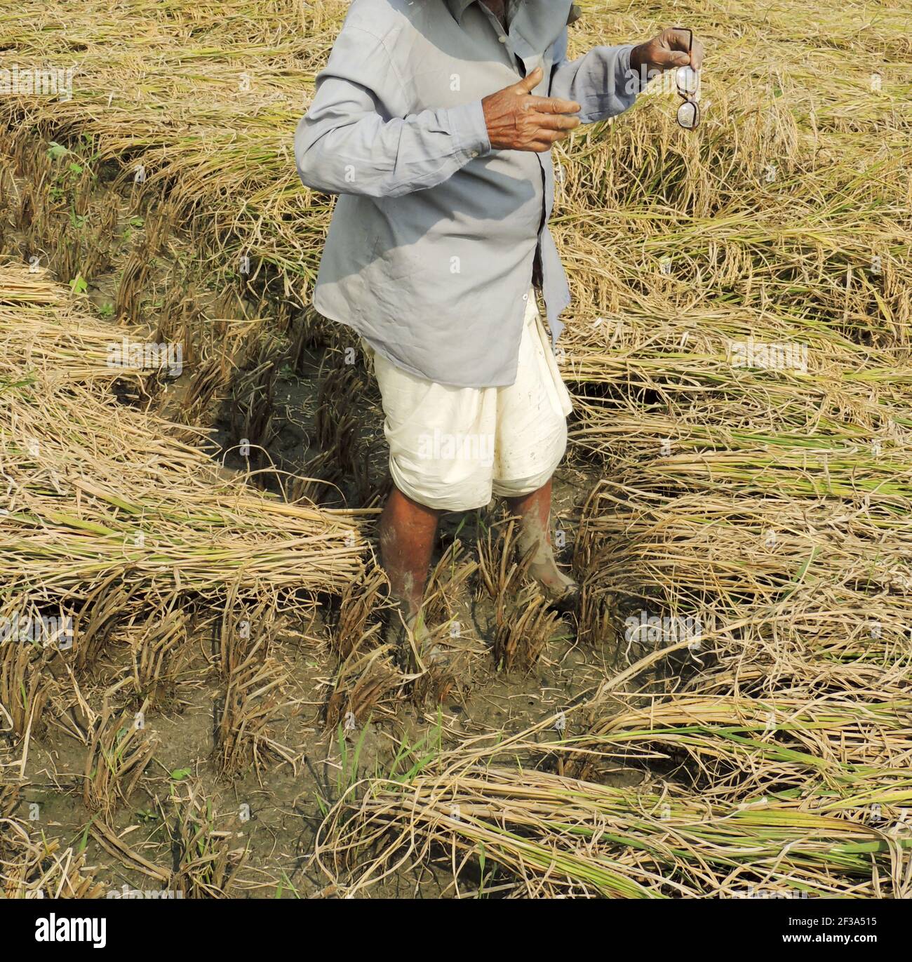 A farmer working in a rice field with his foot in the mud Stock Photo ...