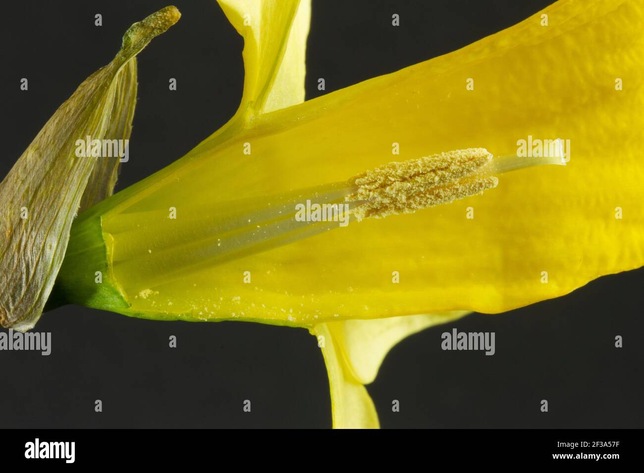 Details of the stamens and anther of a Daffodil. Pollen is produced and ...