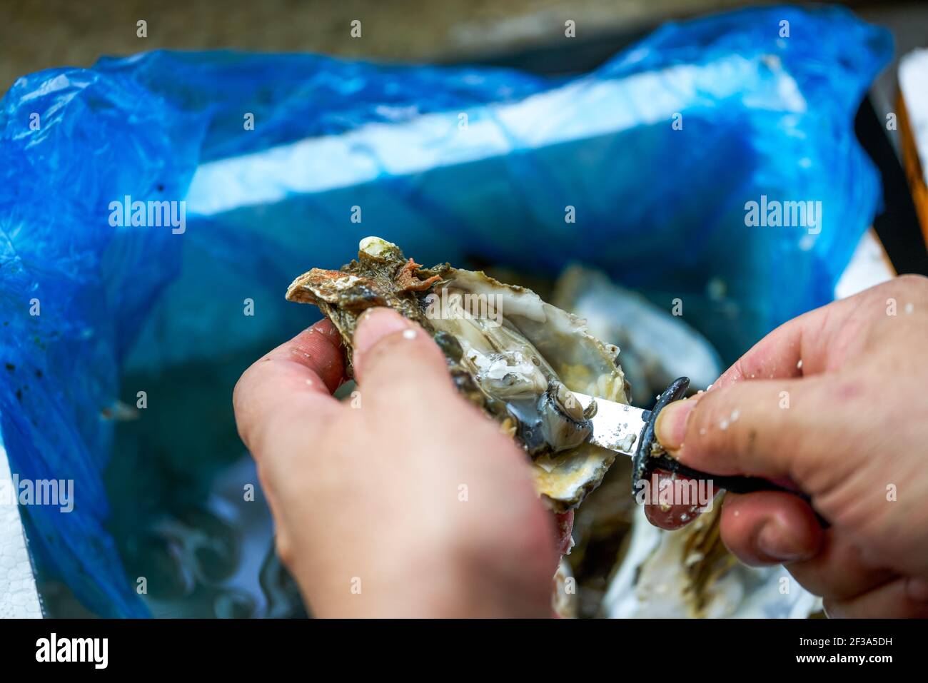 A chef is prying open the shells of oysters, opening the oysters Stock ...