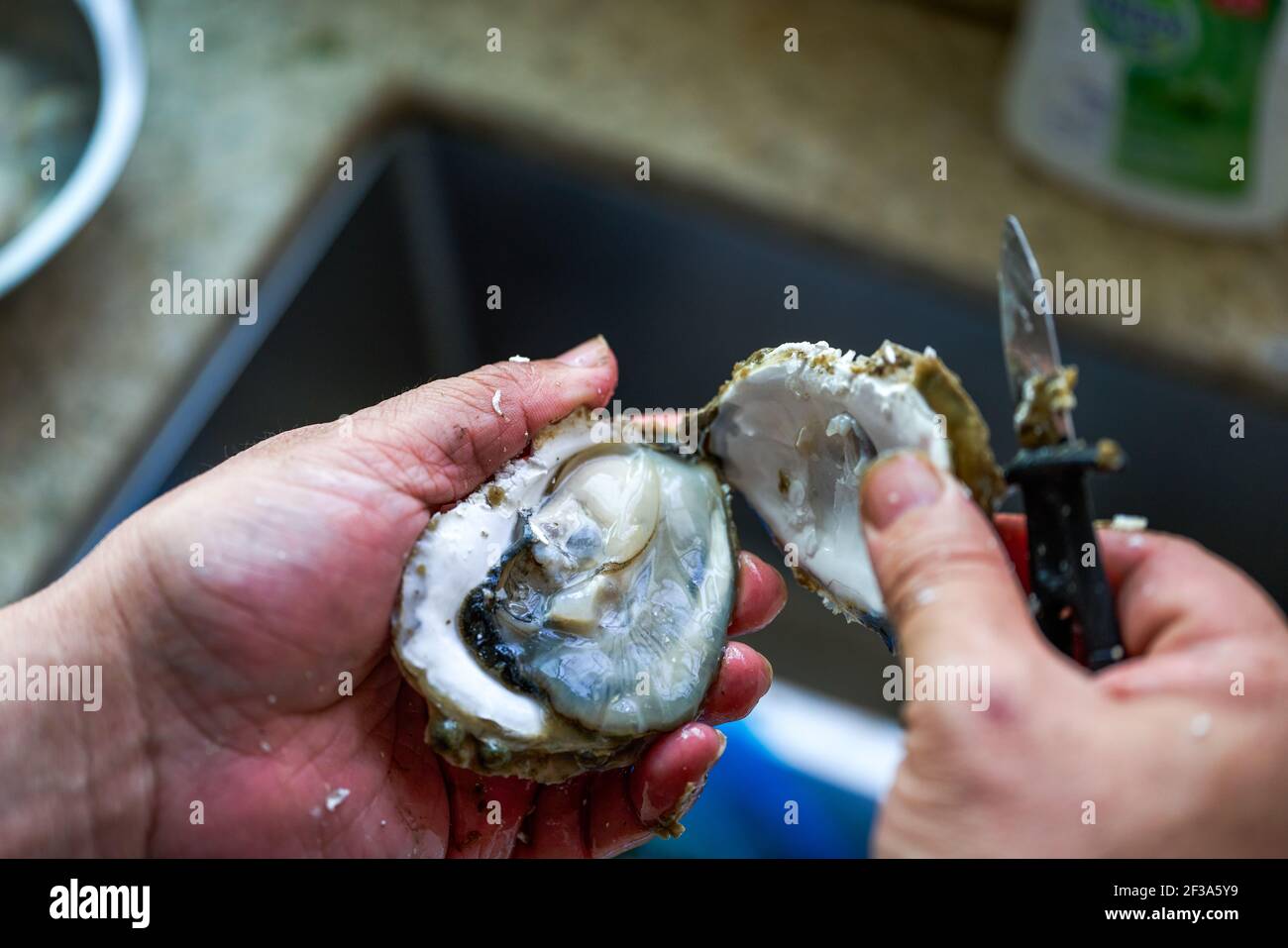 Scallop shell beach open hi-res stock photography and images - Alamy