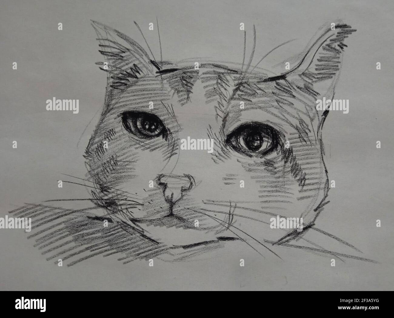 Hand drawn, Modern , Art ,drawing, Cute Cat , meaow , Meaowing Stock ...