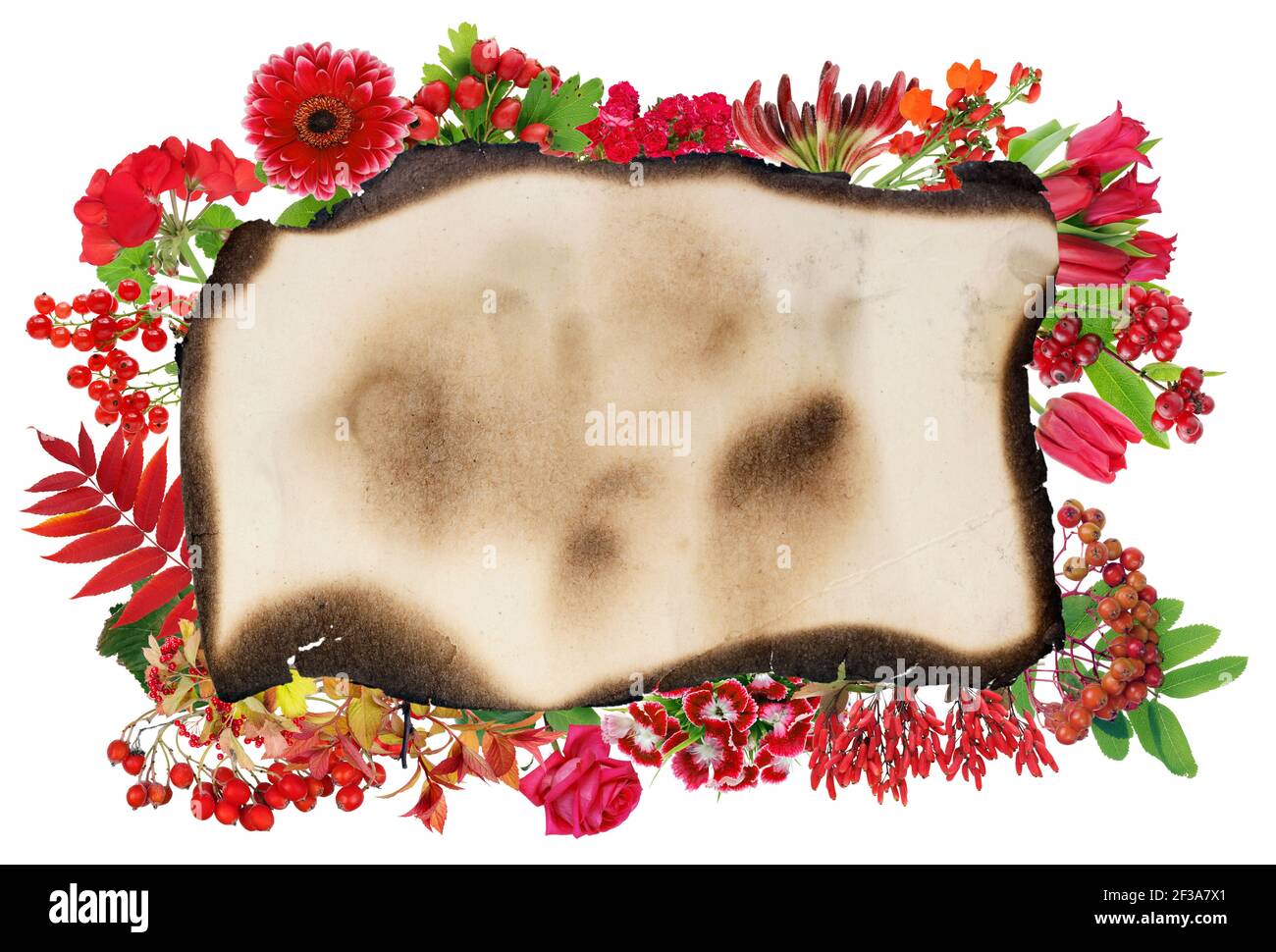 A piece of burned paper framed with red flowers and berries photo ...