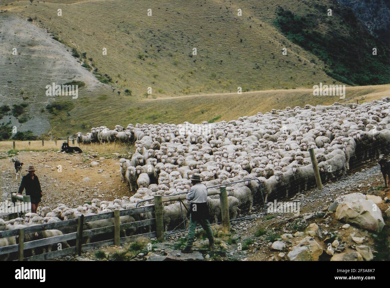 Fall muster, Mt Nicolas Station, High Country, South Island, New ...