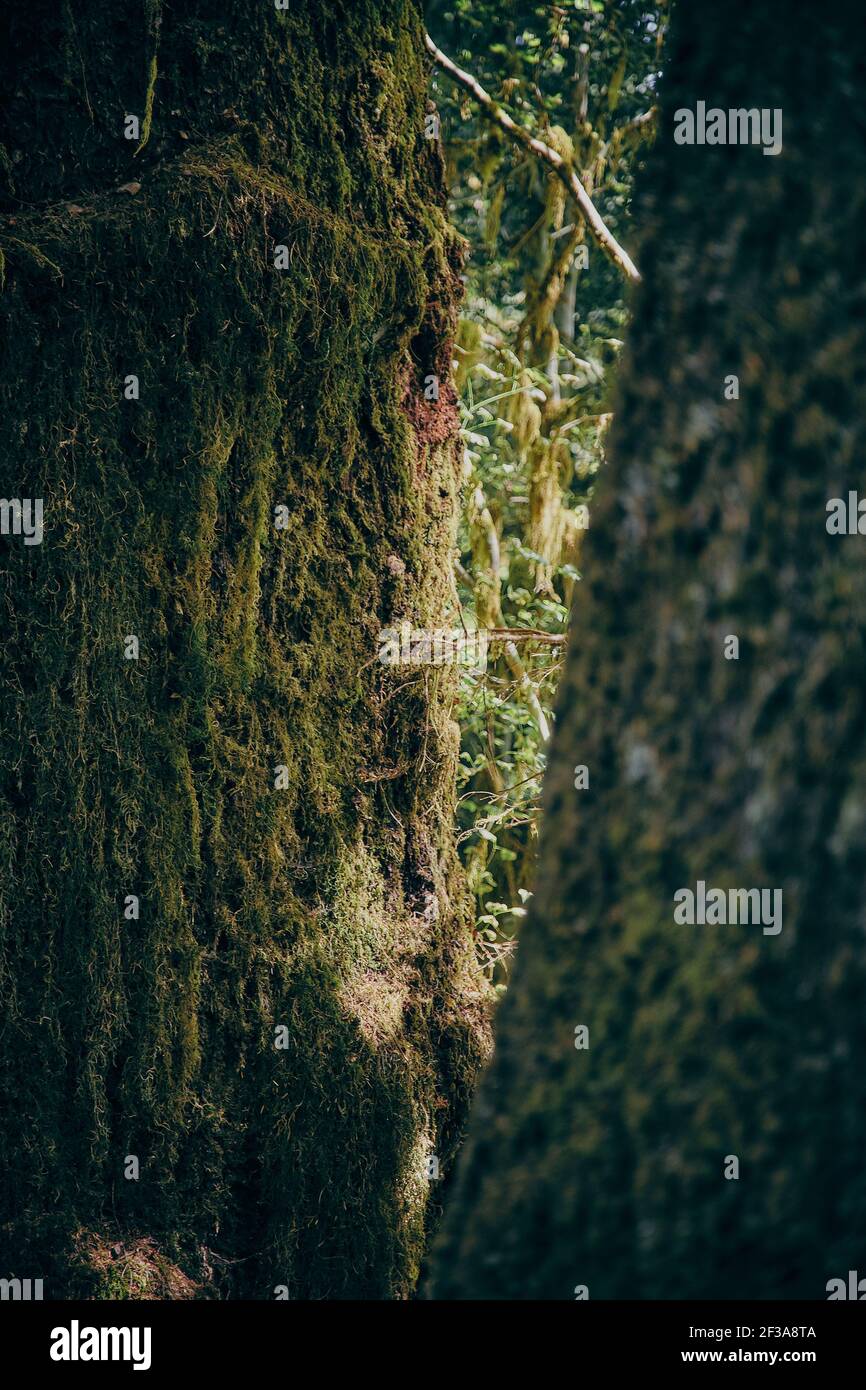 A vertical shot of moss-covered tree trunks in a rain forest Stock ...