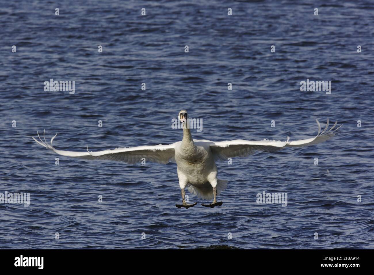 Mute Swan - LandingCygnus olor Welney WWT Reserve Ouse Washes Norfolk ...