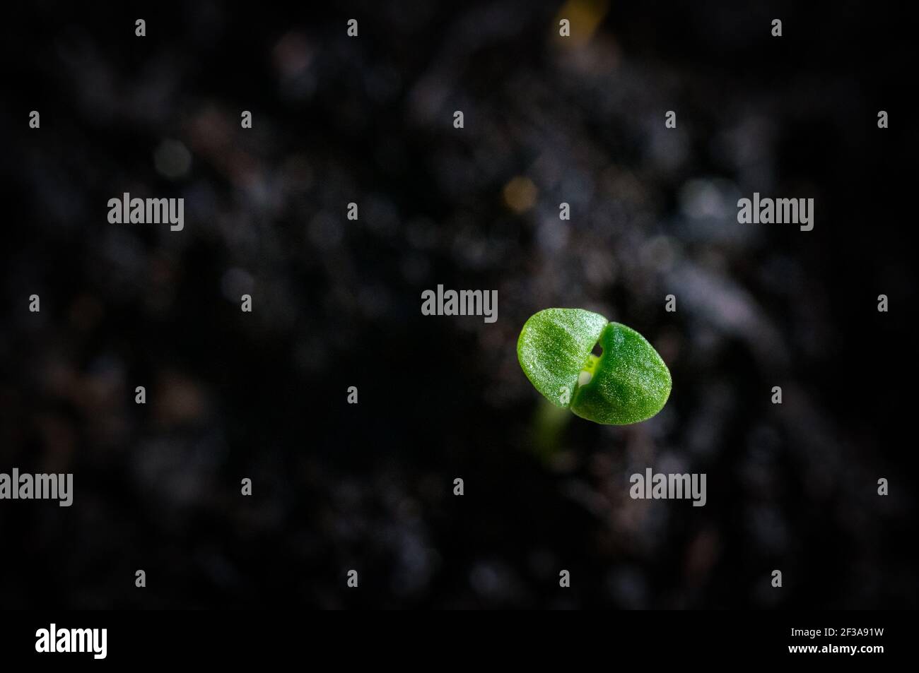 Seedling growing plant hi-res stock photography and images - Alamy
