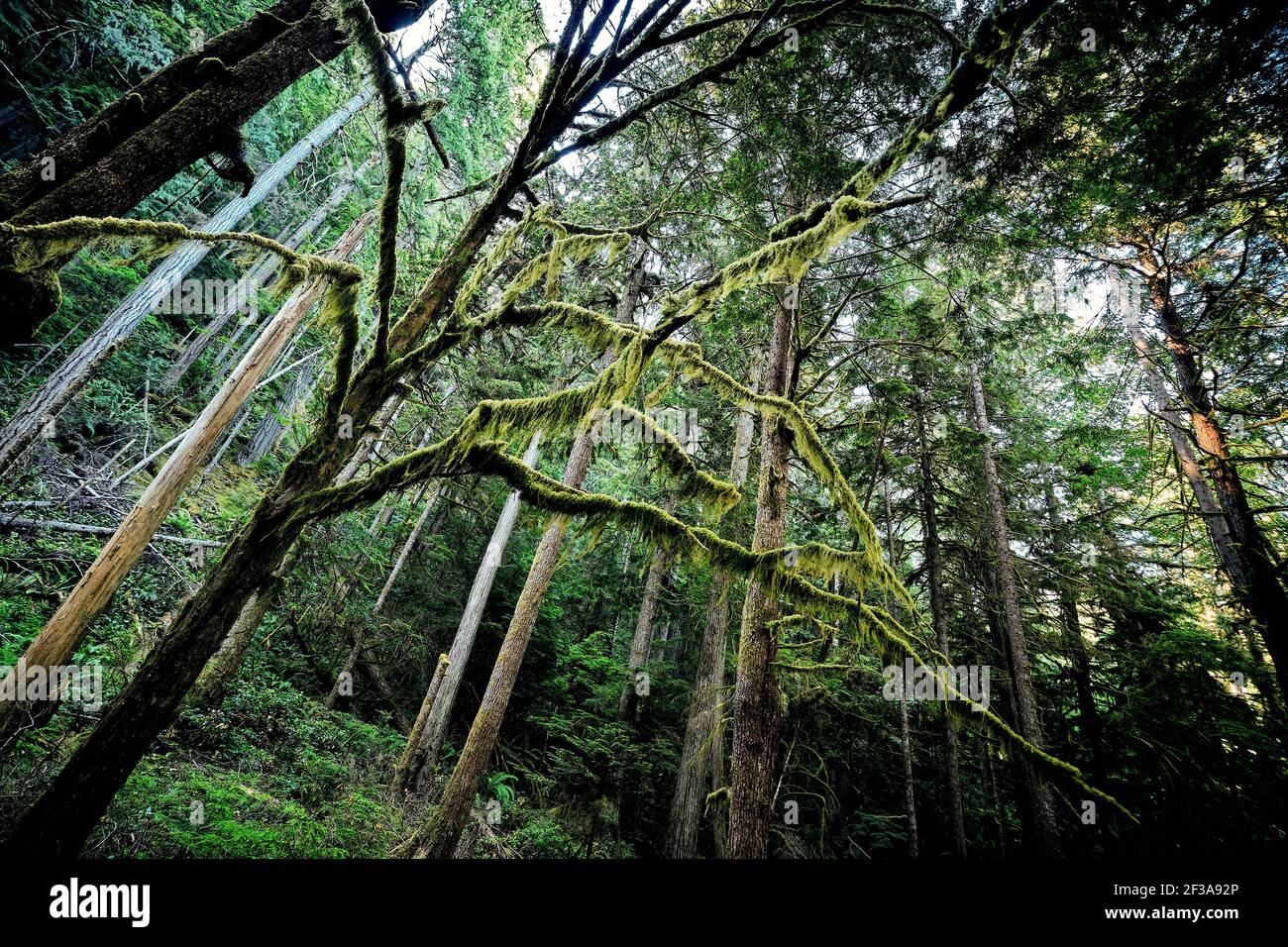A low angle shot of the Olympic National park in Washington, USA Stock ...