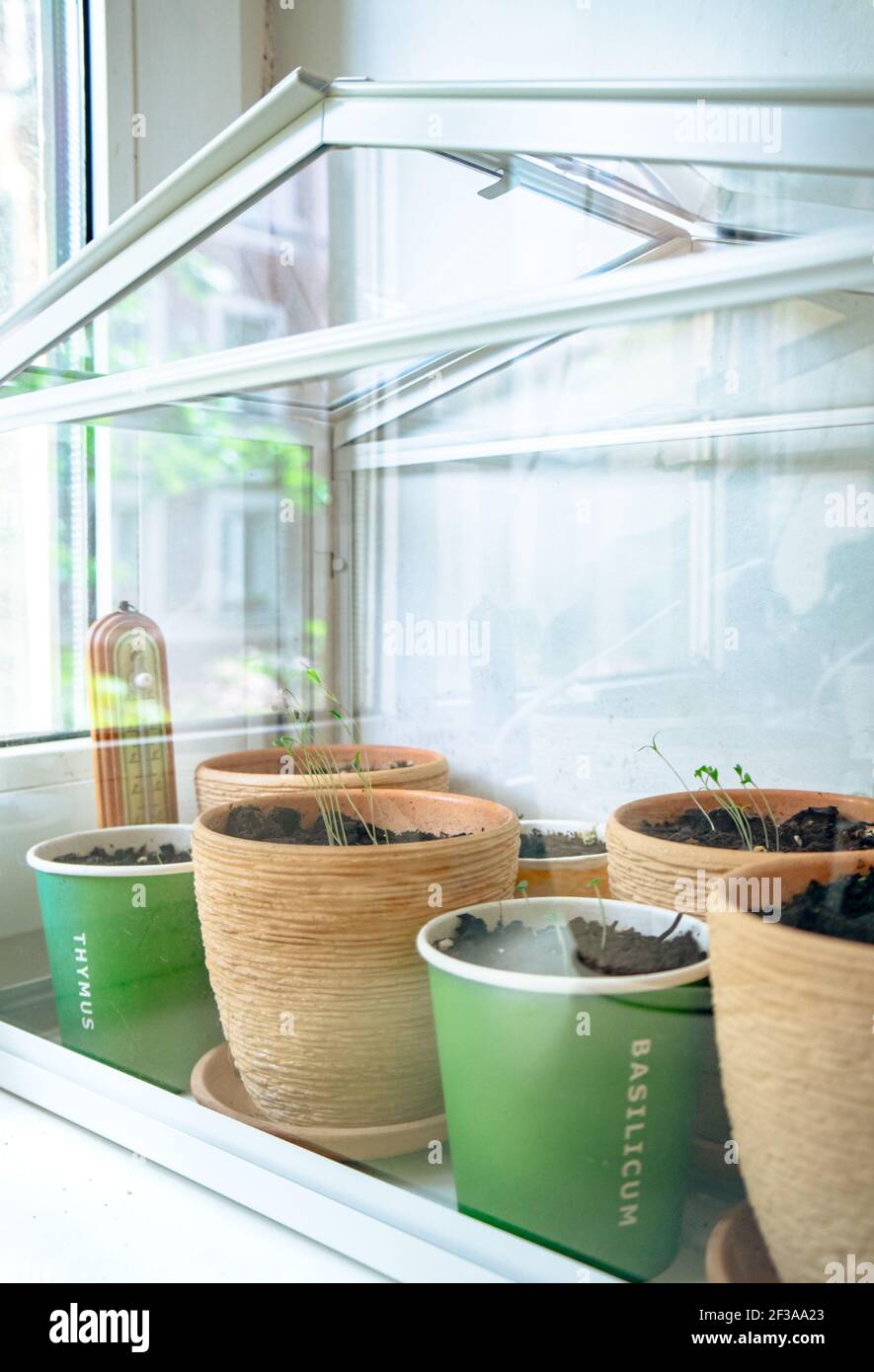 Flowerpots with young seedlings in greenhouse on windowsill Stock Photo ...