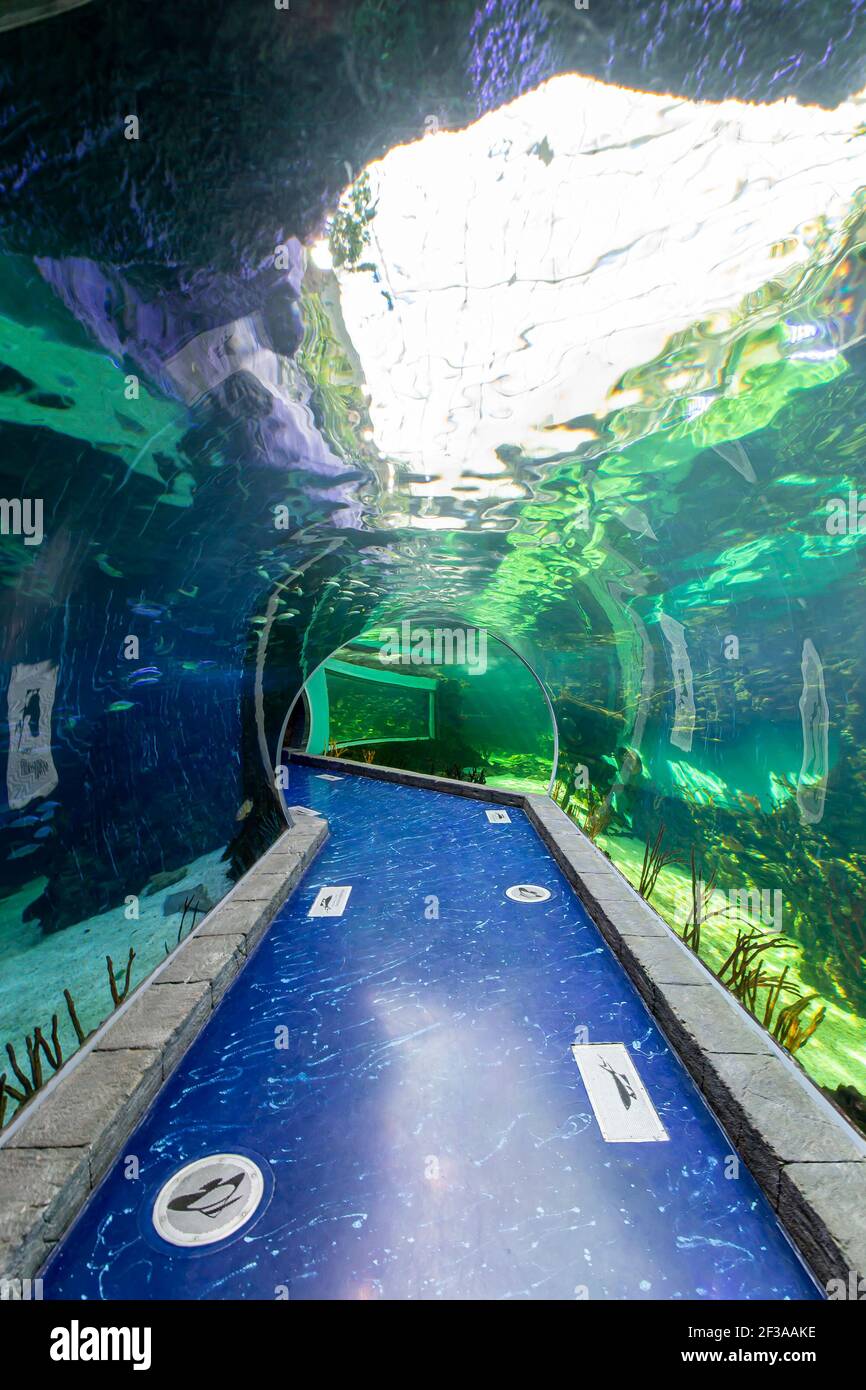 The interior of the Oceanarium Crocus City, over 5000 species of fish ...