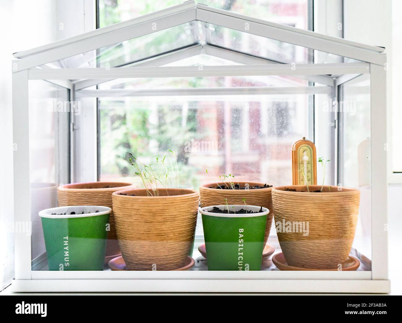 Flowerpots with young seedlings in greenhouse on windowsill Stock Photo ...