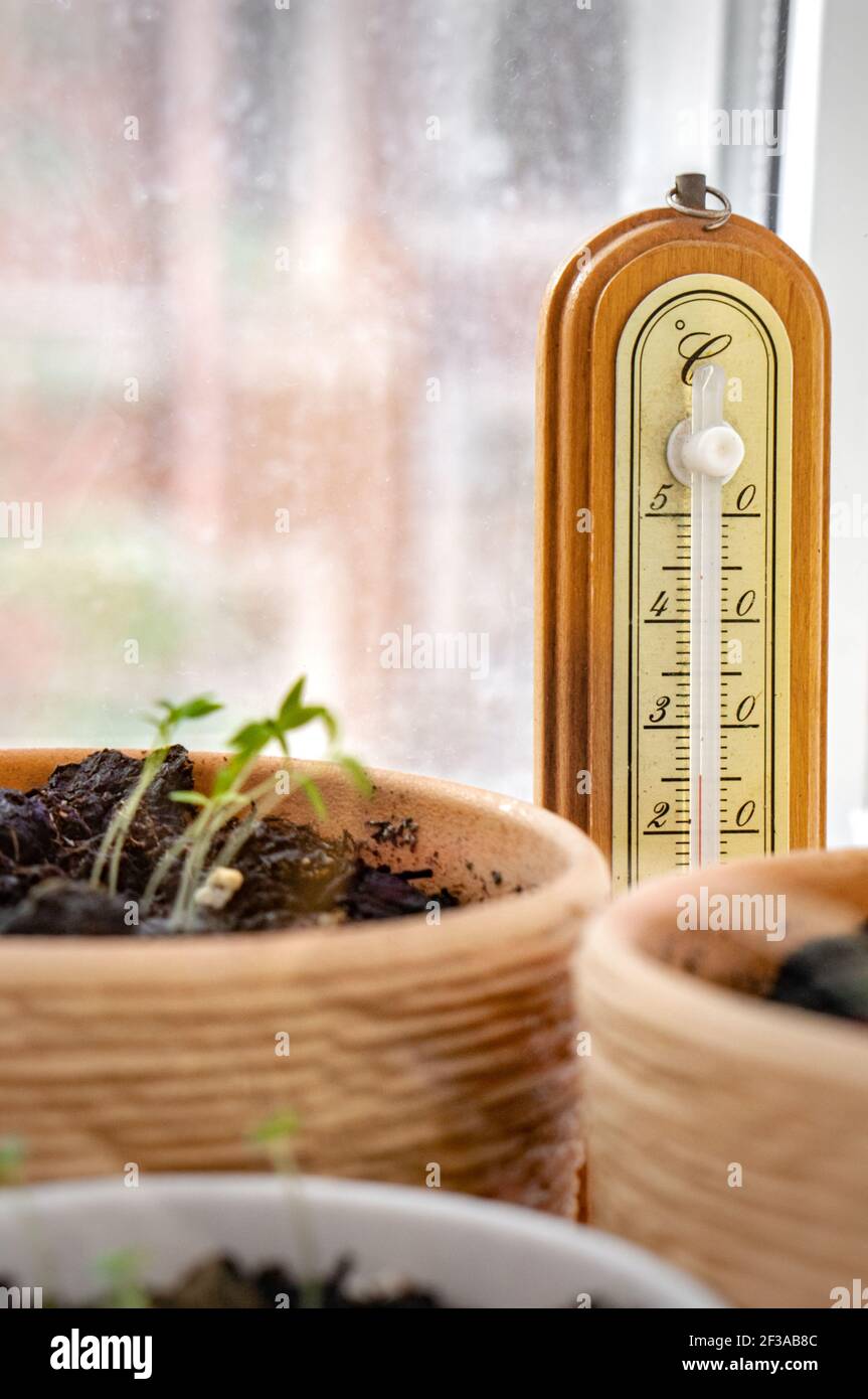 Flowerpots with young seedlings in greenhouse and thermometer on ...