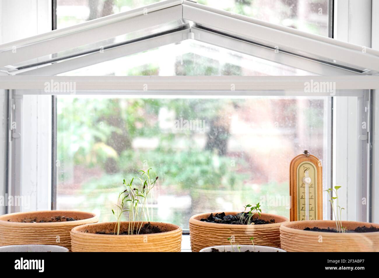 Flowerpots with young seedlings in greenhouse and thermometer on ...