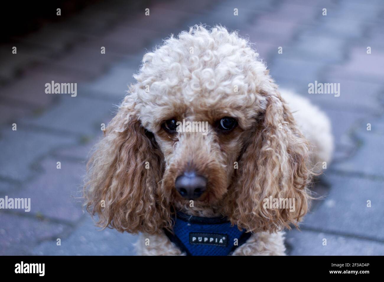 Medium apricot colored poodle wearing a blue harness and lying on a ...